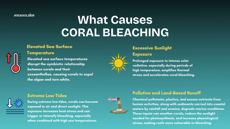 Coral Bleaching: Causes, Impacts, and the Future of the World’s Coral ...