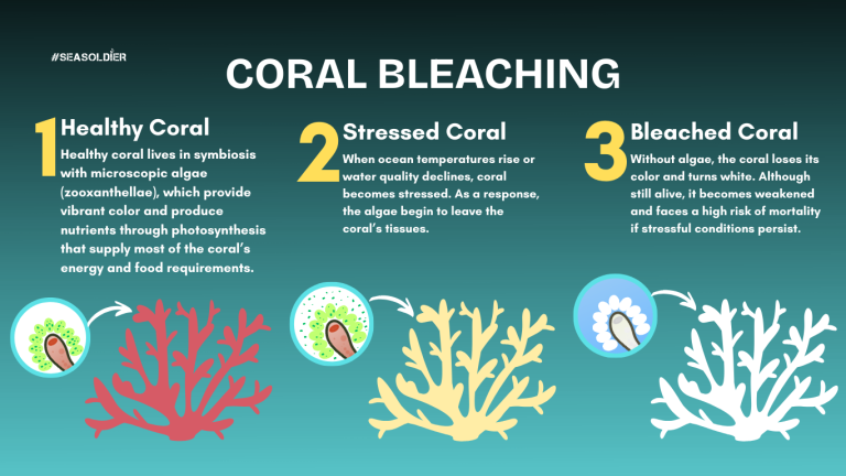Coral Bleaching: Causes, Impacts, and the Future of the World’s Coral ...
