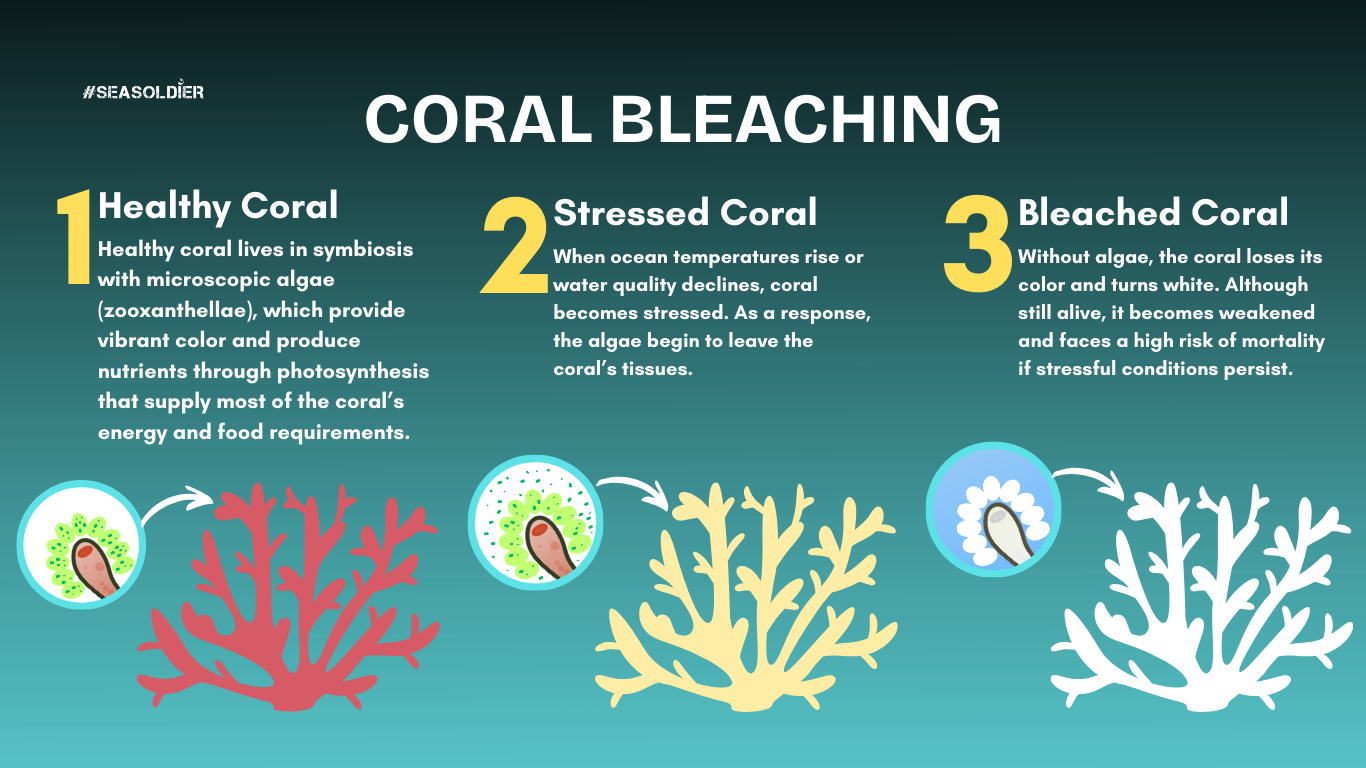 Coral Bleaching: Causes, Impacts, and the Future of the World’s Coral ...